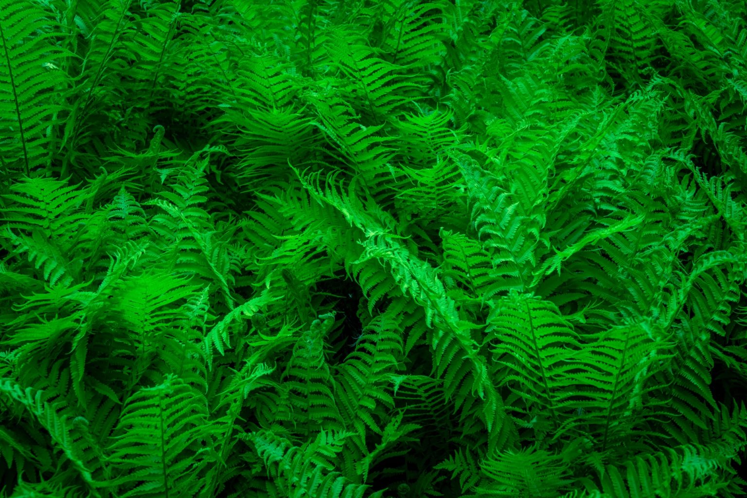 How to Have a Successful Shade Garden - Honeybear Lane